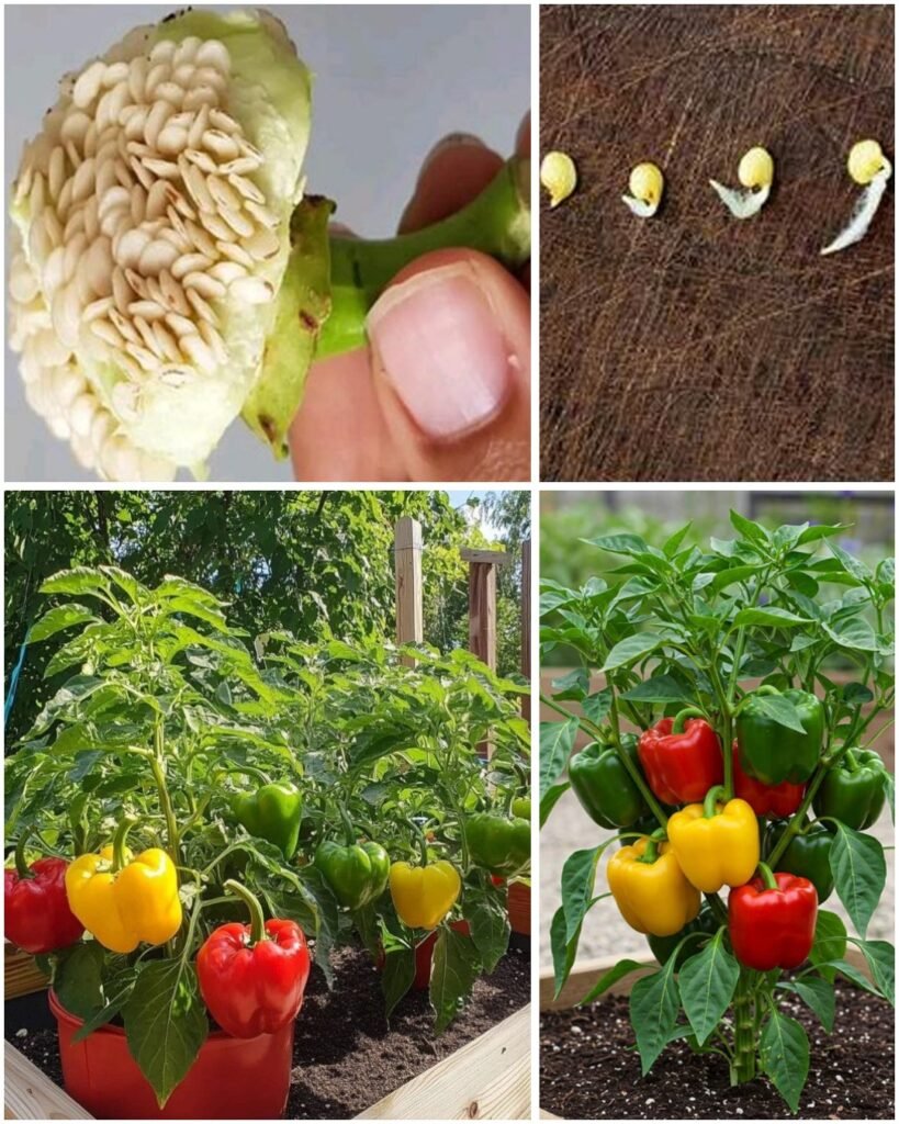 Najbolji načini za klijanje sjemena paprike 🌱 - Prirodna Zdrava Hrana